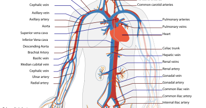 Circulatory System in Mammals ~ The Biology School