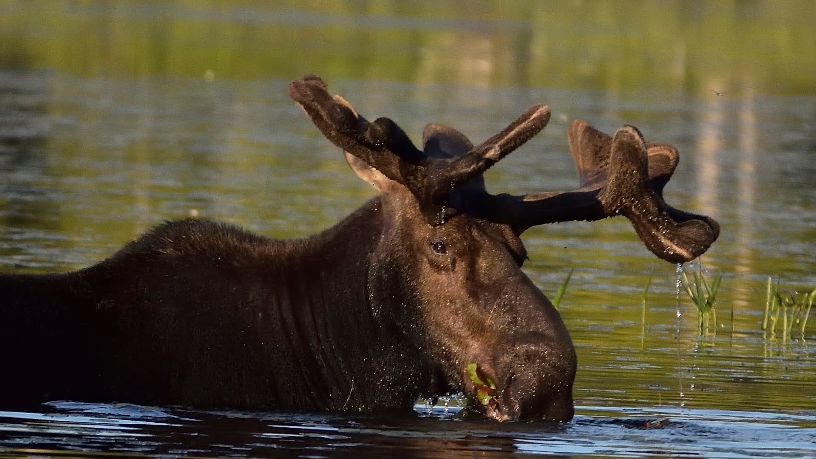 Katahdin, The Maine North Woods and Florida: Maine Moose near Mt. Katahdin