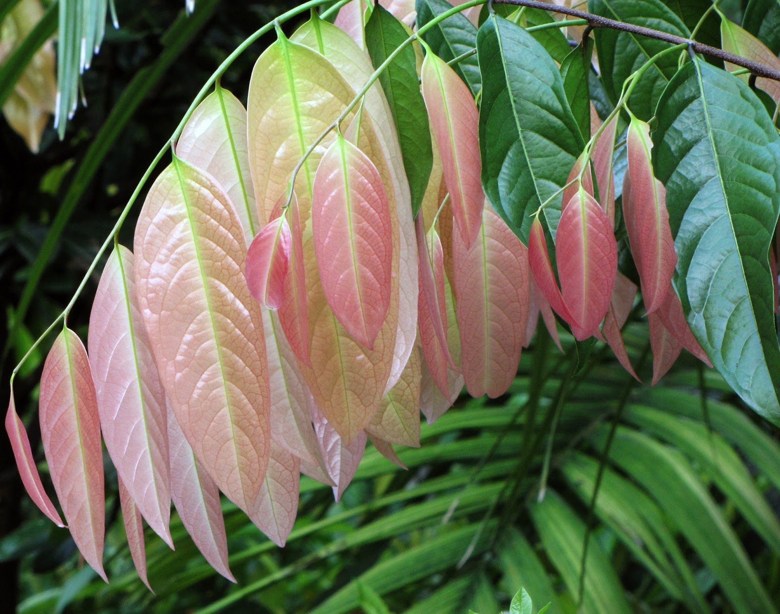 Azka Aka Ryuu: Pohon Meranti (Shorea .sp)