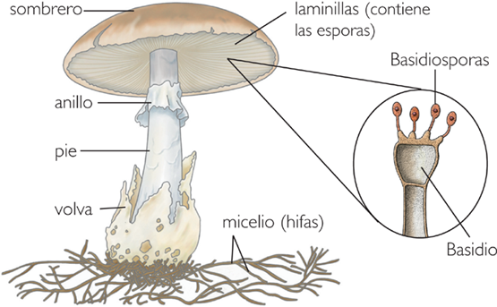Mushrooms: MORFOLOGÍA DE LAS SETAS.