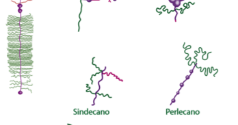 La célula que explota...: Matriz extracelular