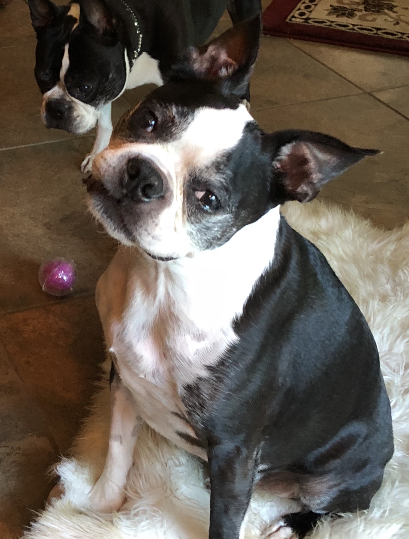 BGE Journeys: Dog Pictures