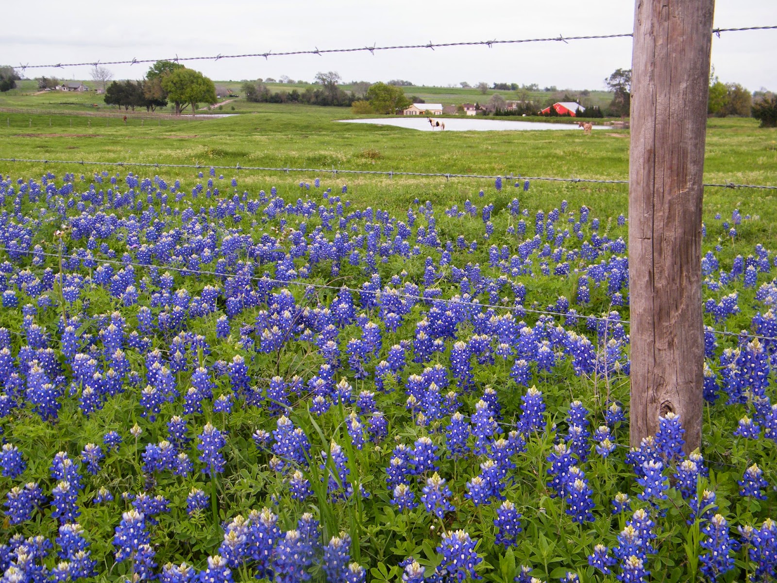 THE SCOOP: The BEST Bluebonnet Spots