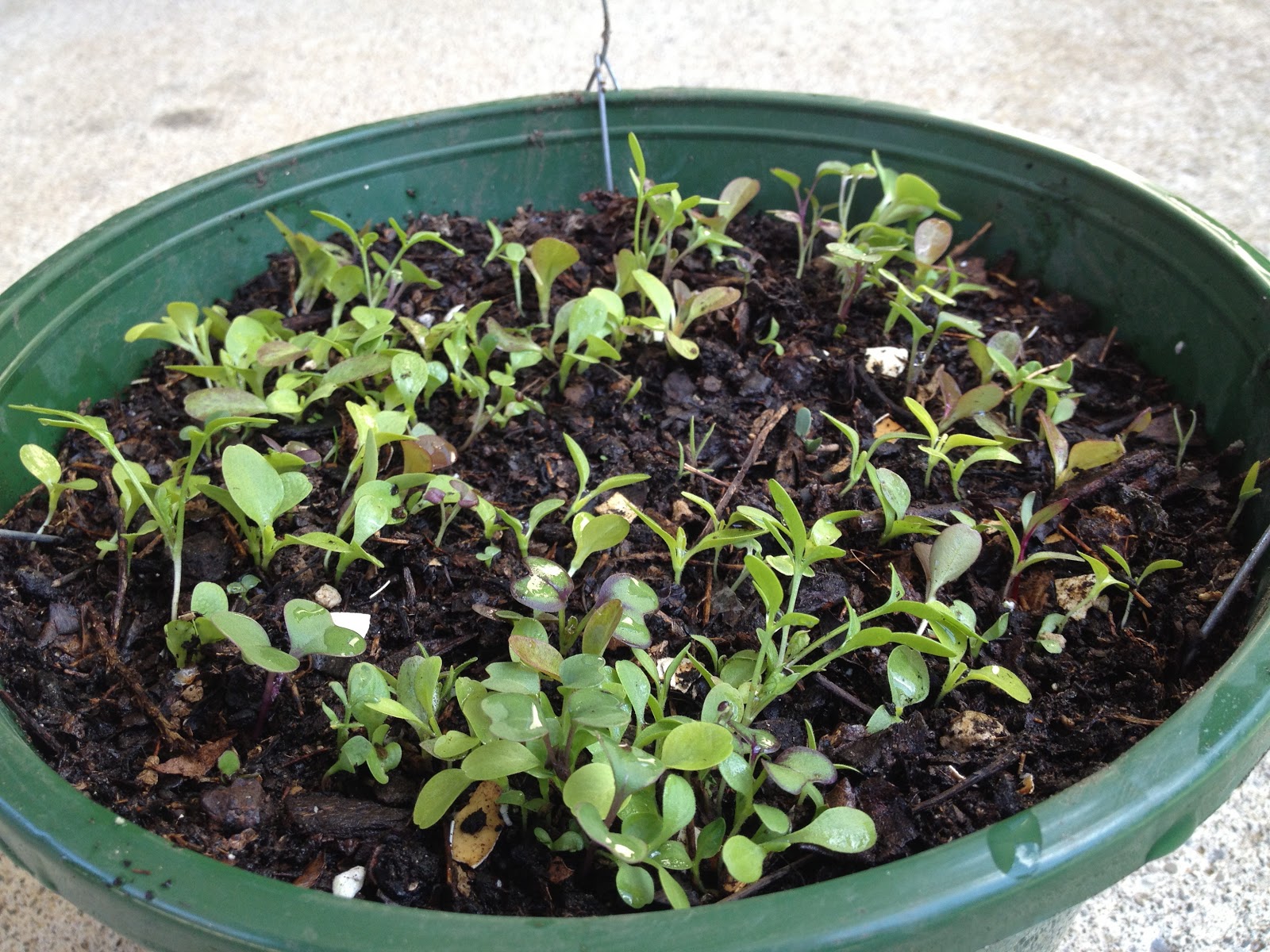 Our First Backyard Garden