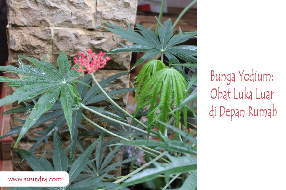 Bunga Yodium: Obat Luka Luar di Depan Rumah