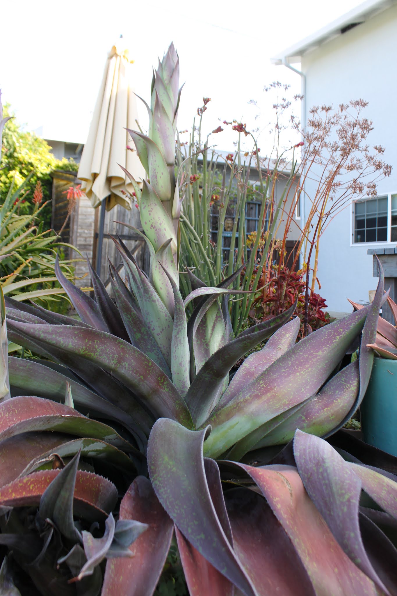 Mangave "Mission to Mars" aka "The Shambling Mound"