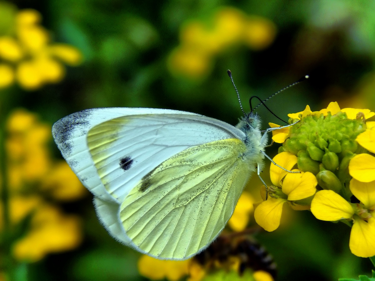 anta | Photography: Leptiri Srbije