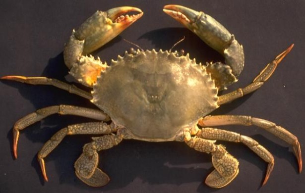 Contoh spesies crustacea Scylla serrata | MyBiology