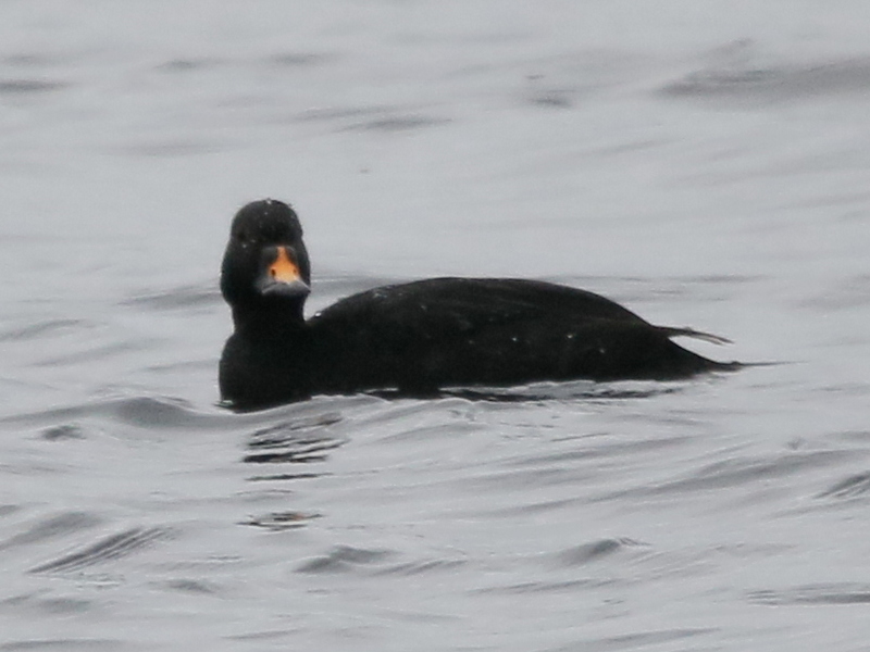 WEST YORKSHIRE BIRDING: Grey Skies bring the birds. Common Scoter, Fly ...