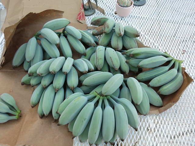 Chingum — Discover Curiosities: Blue Java Banana