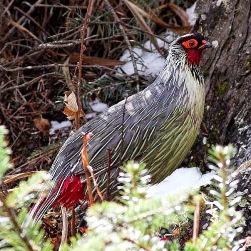 List of Indian Pheasants - Pictures | Birds of India | Bird World