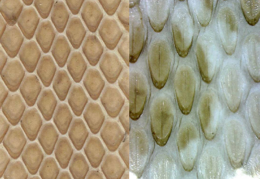 Life is short, but snakes are long: Identifying snake sheds, part III