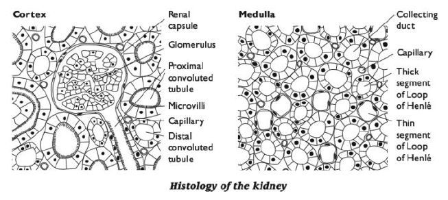 #110 Excretion and structure of Kidneys | Biology Notes for A level