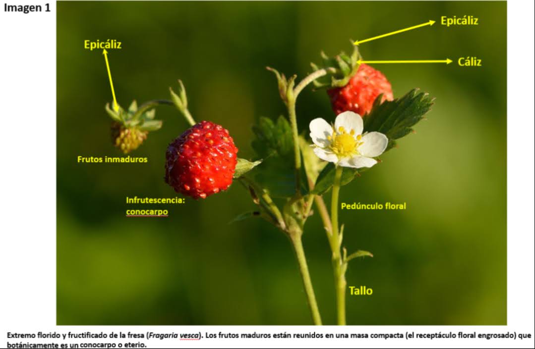 Sobre esto y aquello: Fresas: decenas de frutos en una fruta
