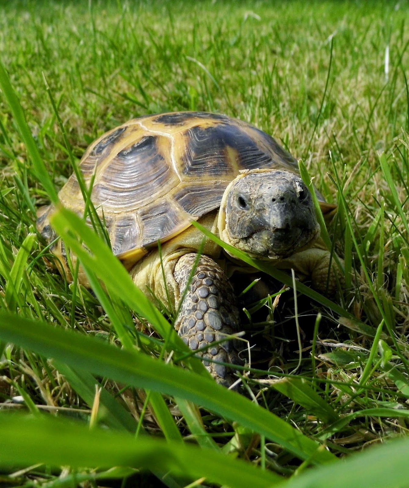 Arfon.net The Art of Arfon Jones: Meet Darwin the Tortoise!