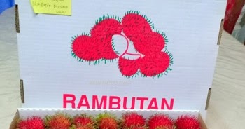 Anim Agro Technology: RAMBUTAN MUTIARA WANGI - UJIRASA