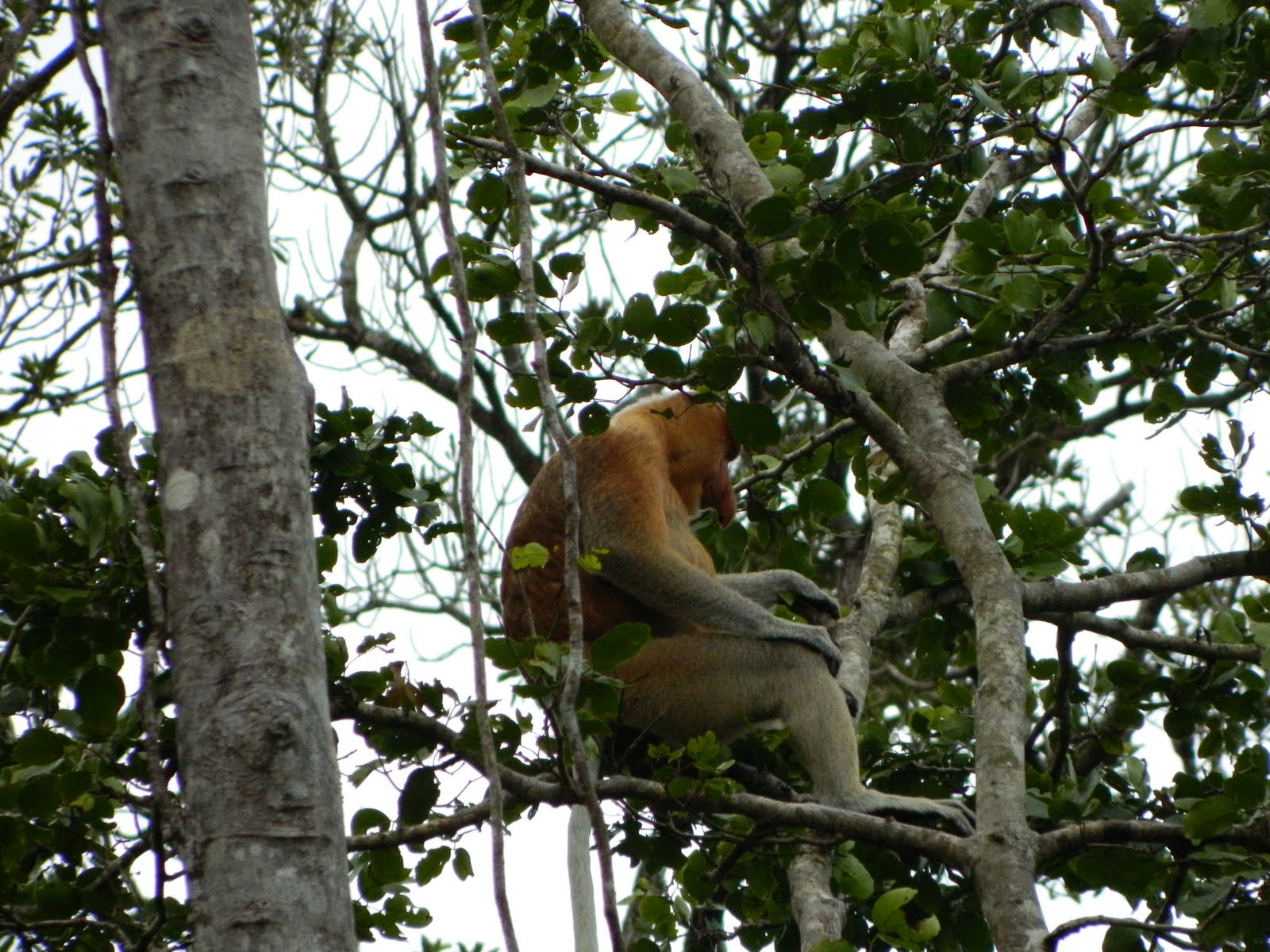 Rainforest Of Borneo: Proboscis Monkey & Firefly (full day)