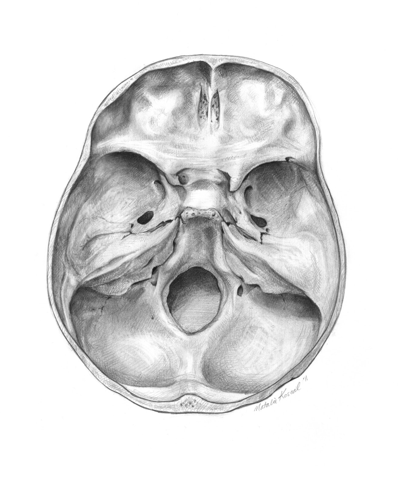 the body and other curiosities: Anatomical Sketches from Forever Ago!