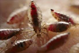 Contoh Parasitisme dan tentangnya