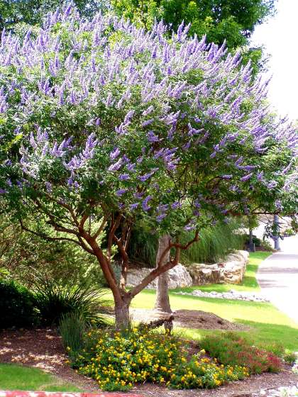 SHOOTS & MATTERS: The Vitex Tree - Wouldn't You Like to be a Pepper Too?