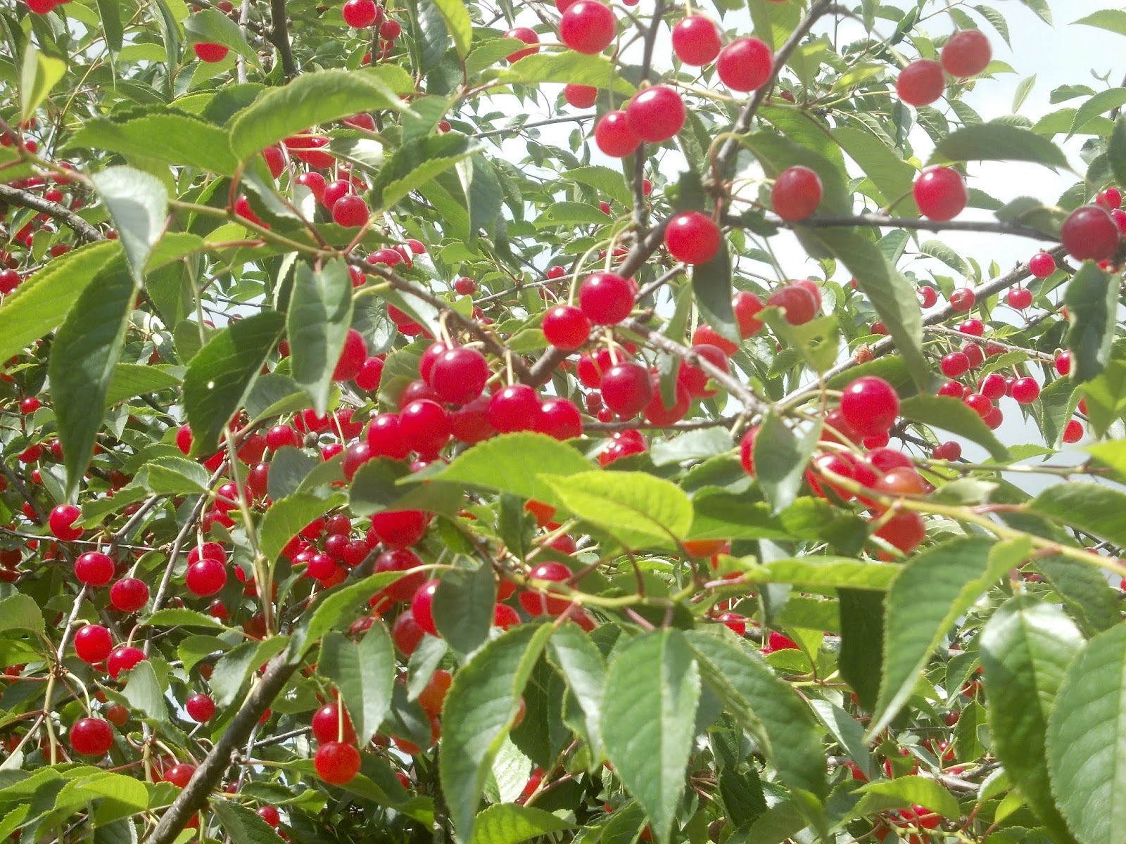 Voillans, village du Doubs, site officiel: Griottier (cerisier aigre)
