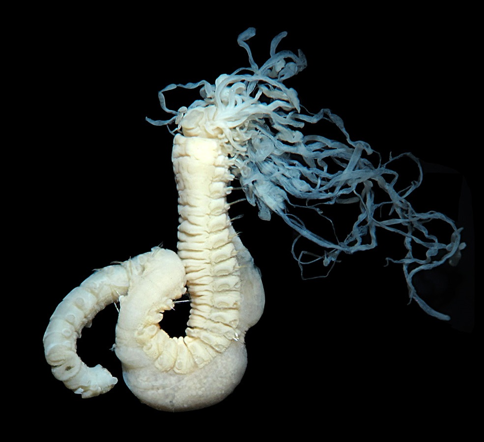 Species New to Science: [Invertebrate • 2017] The Genus Thelepus ...