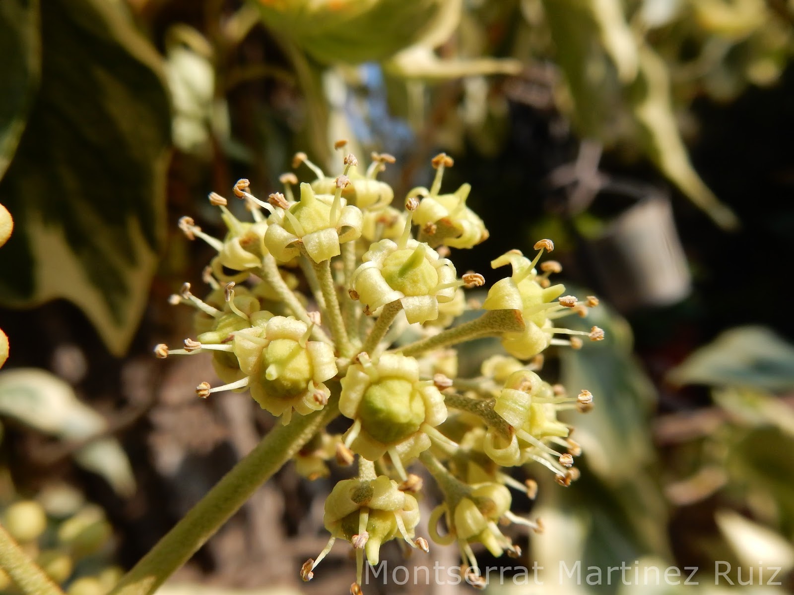 Flor de HIEDRA - BOTÀNIC SERRAT