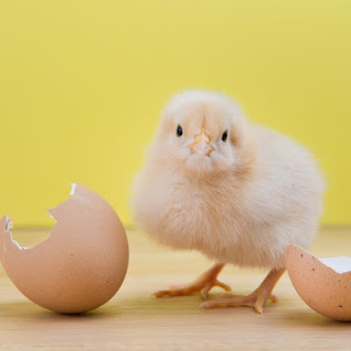 Los investigadores de Hernán Ruiz: 8.- Así nace un pollito 2