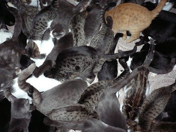 Salotto degli animali