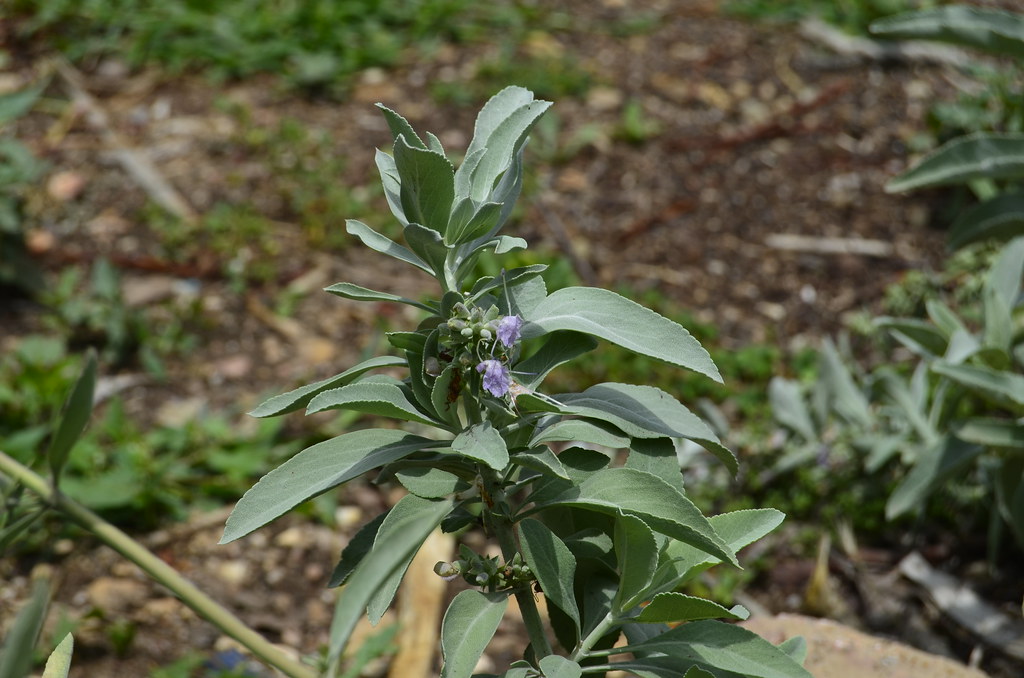 Salvia apiana - White sage - Bee sage care and culture | Travaldo's blog