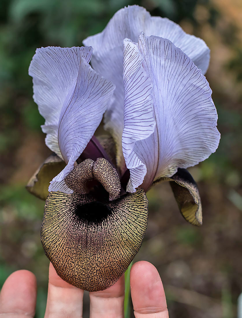 Alpine Garden Society Victorian Group: Aril Iris.
