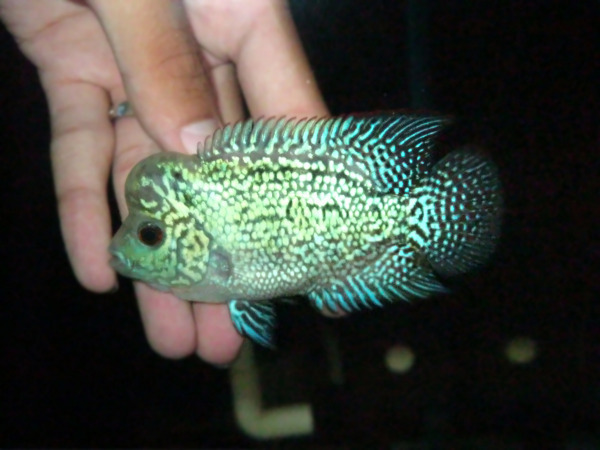 Flowerhorn The Hybrid Cichlids: King Kamfa and Kamfa