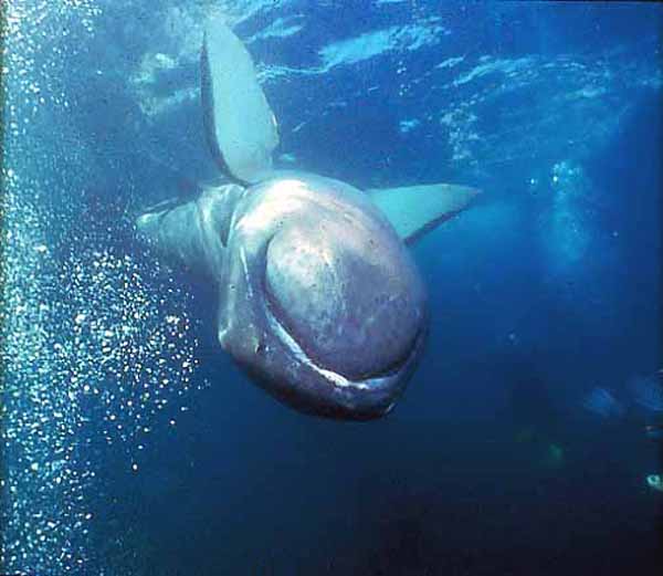 Animals of the world: Megamouth shark
