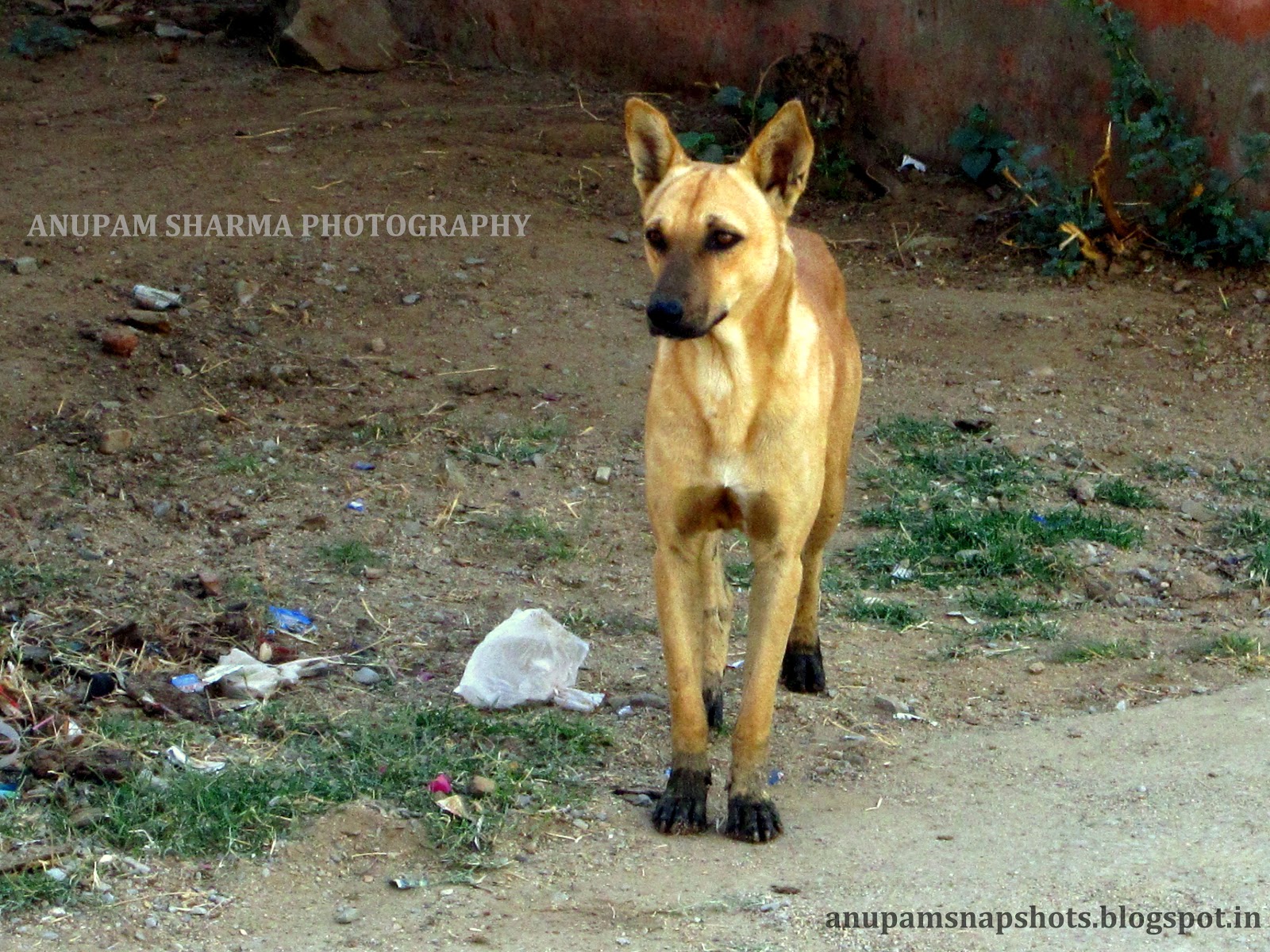 Anupam Snapshots: Indian Street Dog