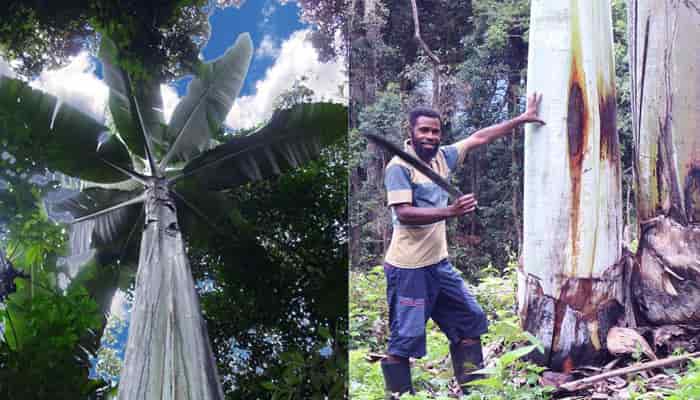 Inilah Musa Ingens, Pohon Pisang Terbesar di Dunia Asli Indonesia