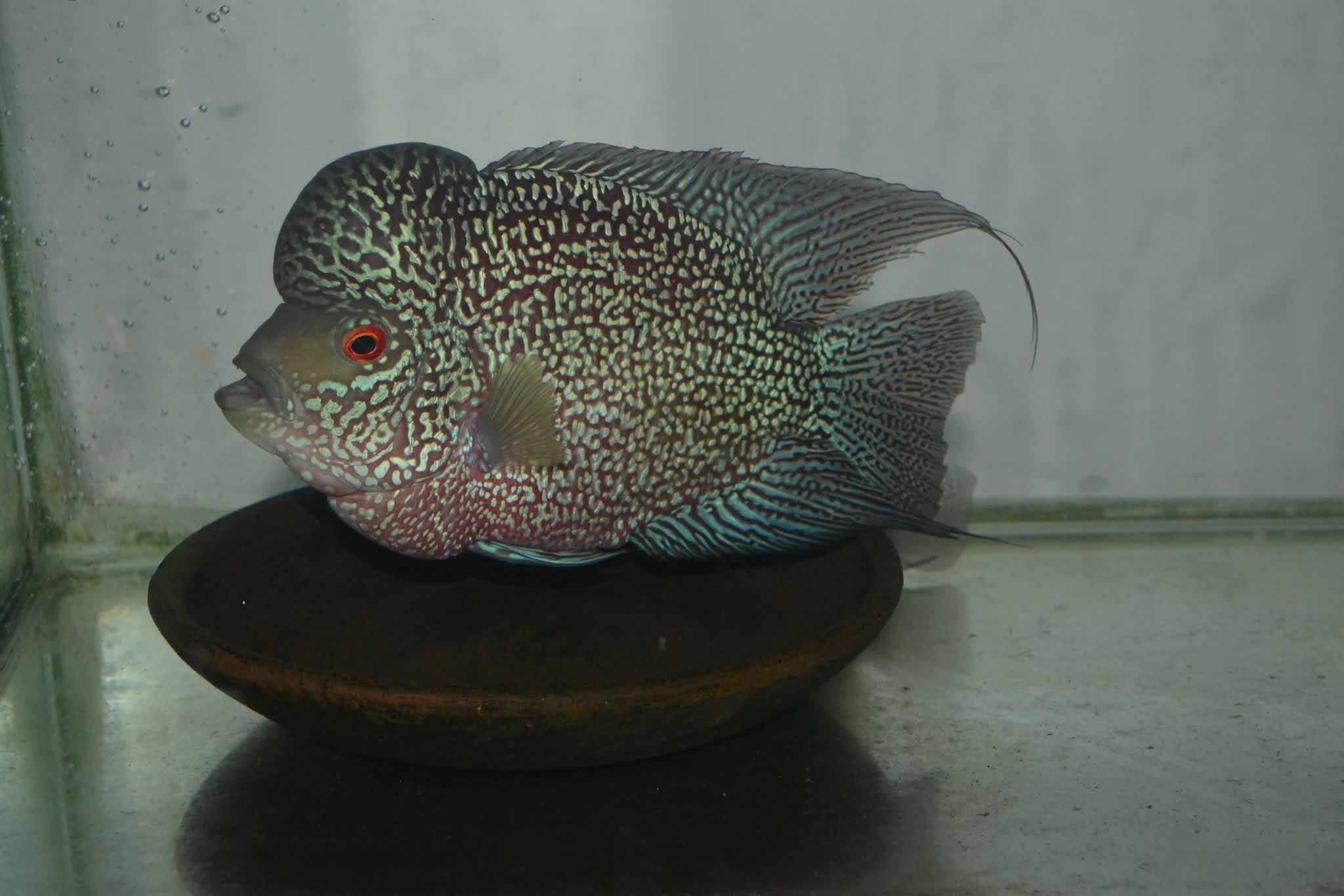 GAYA BARU: IKAN LOUHAN