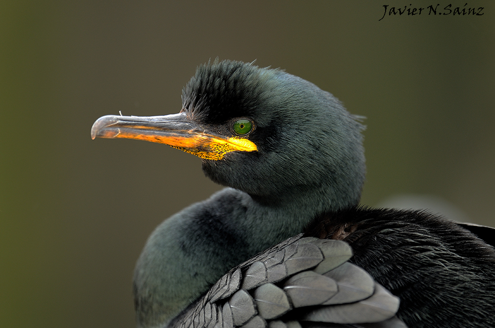 Fauna y fotografía: CORMORANES
