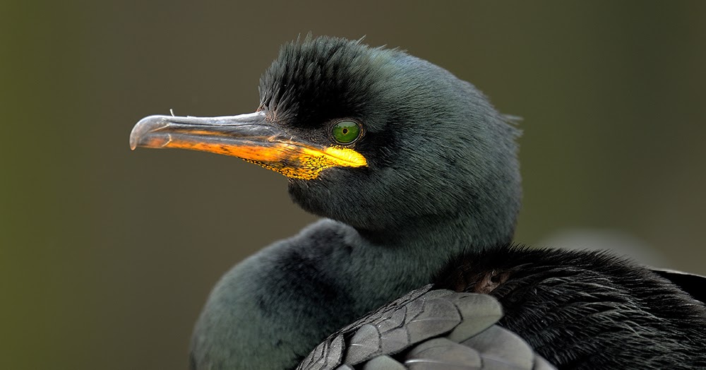 Fauna y fotografía: CORMORANES