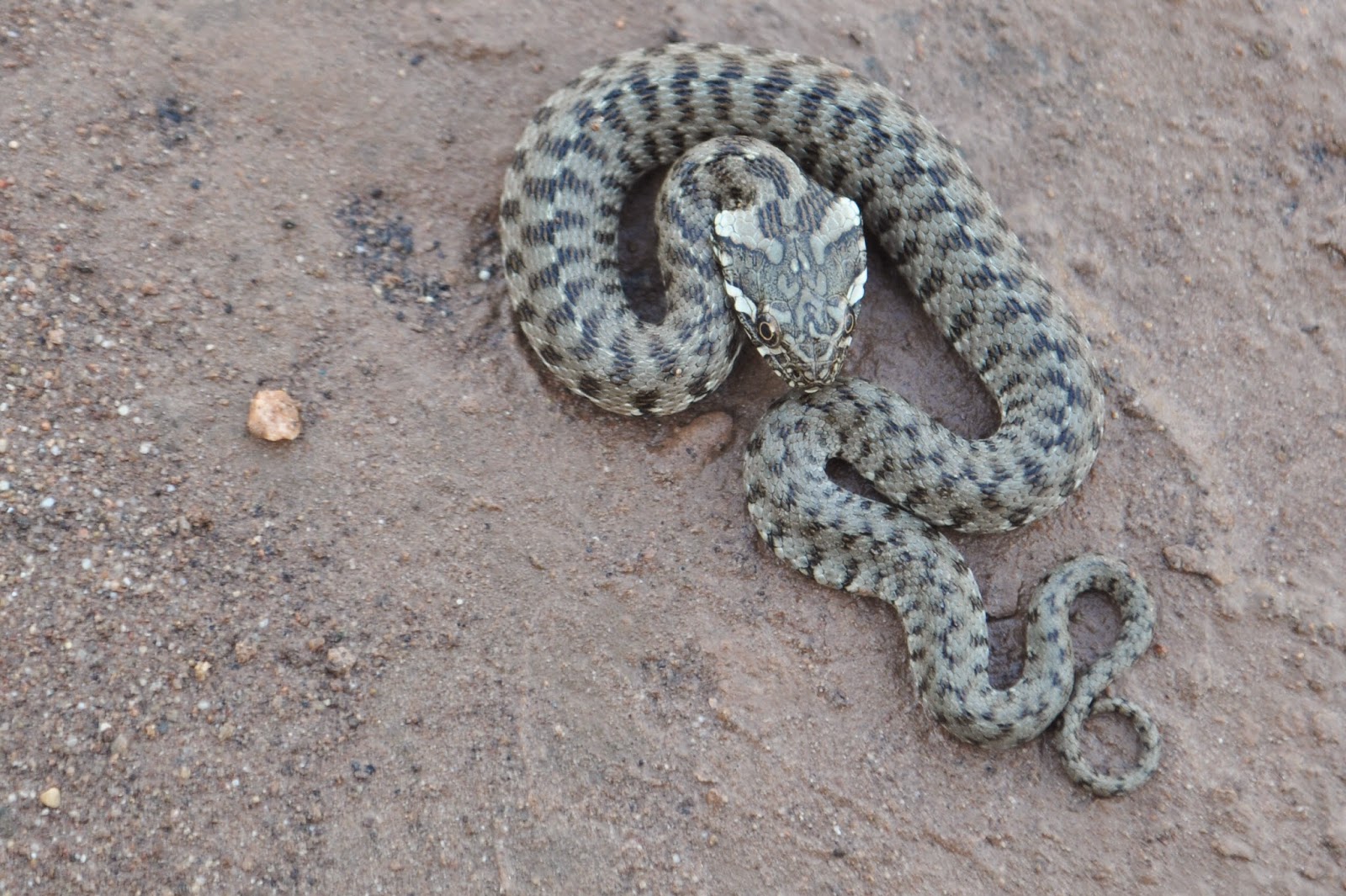 ZOOTOGRAFIANDO (MI COLECCIÓN DE FOTOS DE ANIMALES): CULEBRA VIPERINA ...