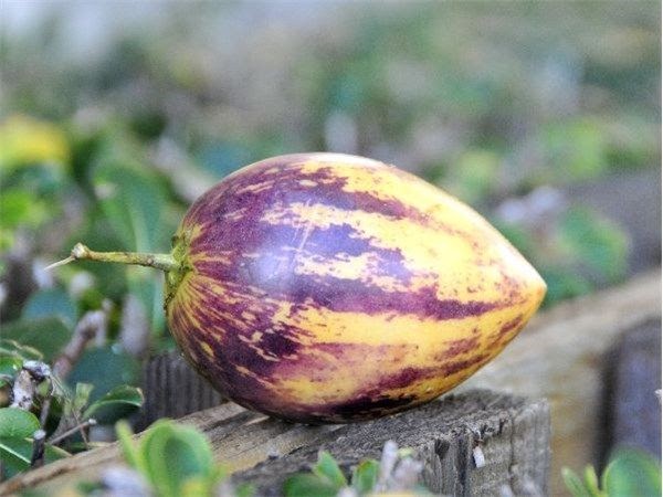 Cara Menanam Buah Pepino - berkebun