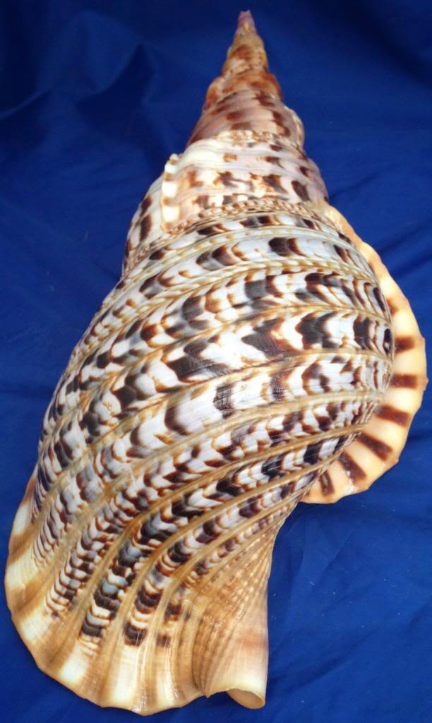 Triton Shell / Conches / Sangu / Valampuri