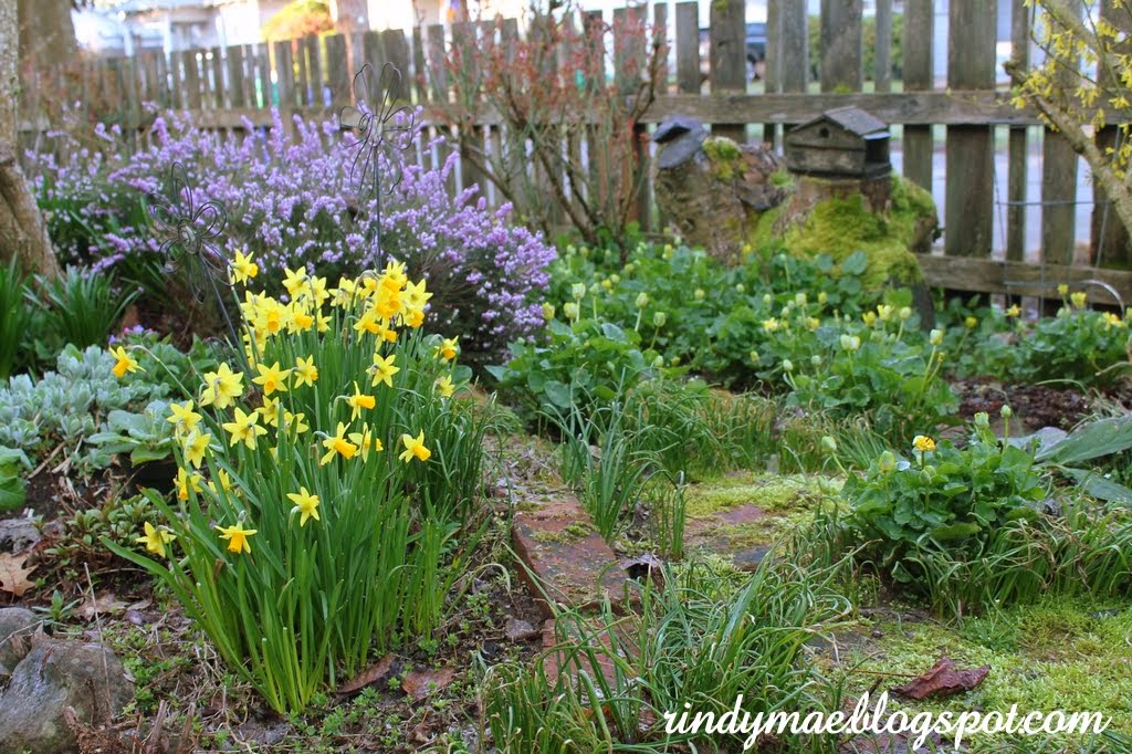 Rindy Mae: The Second Week Of March In The Garden