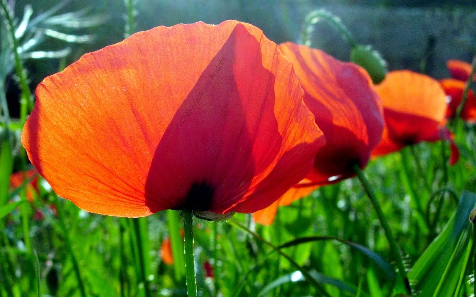 Mineral Vegetal: La efímera Amapola