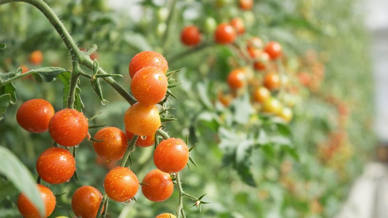 La Planta De Tomates