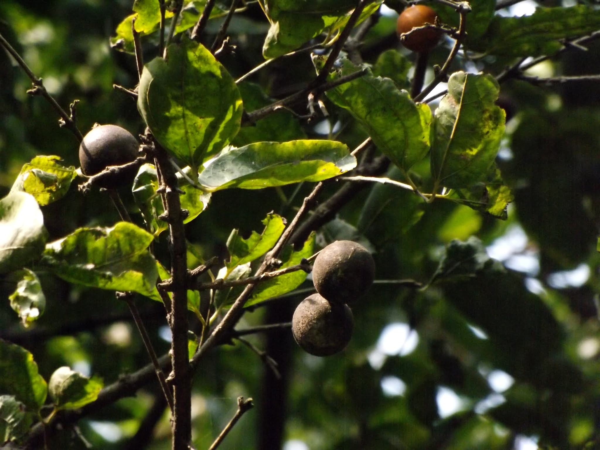 Kuchila or Nux-vomica, Strychnos nux-vomica