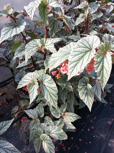 Всё о бегониях и не только...: Begonia 'Frosty'