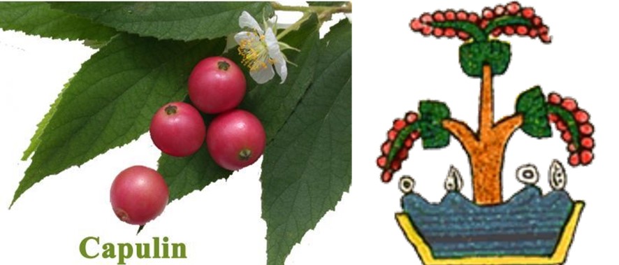 Bibi Tips : LOS CAPULINES