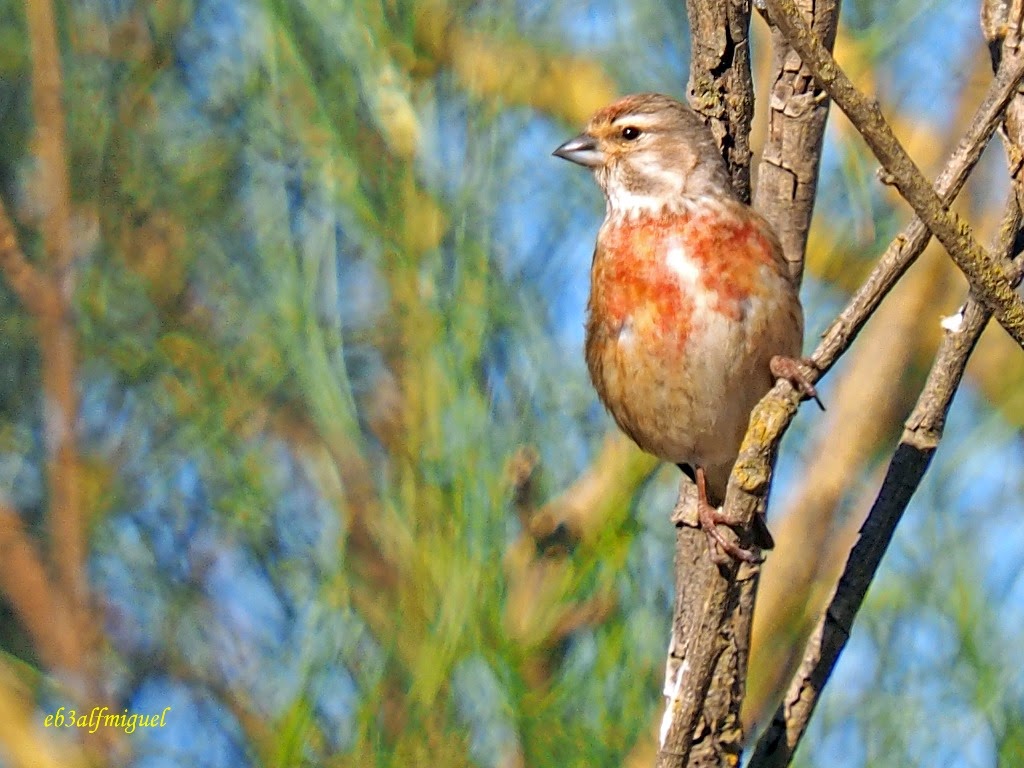 Miguel fotografia: Pardillo común (Carduelis cannabina)