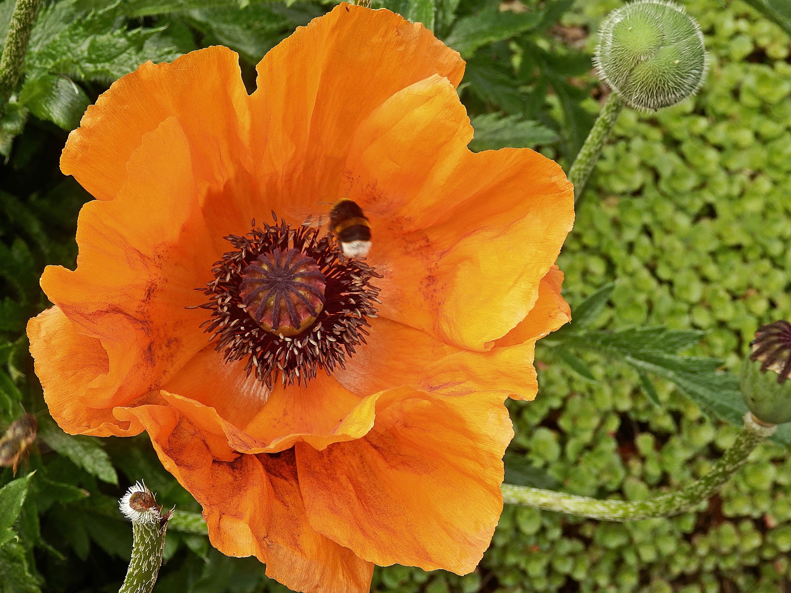 Mike's Cornwall: 15 Photos of Flowers in Cornwall, England