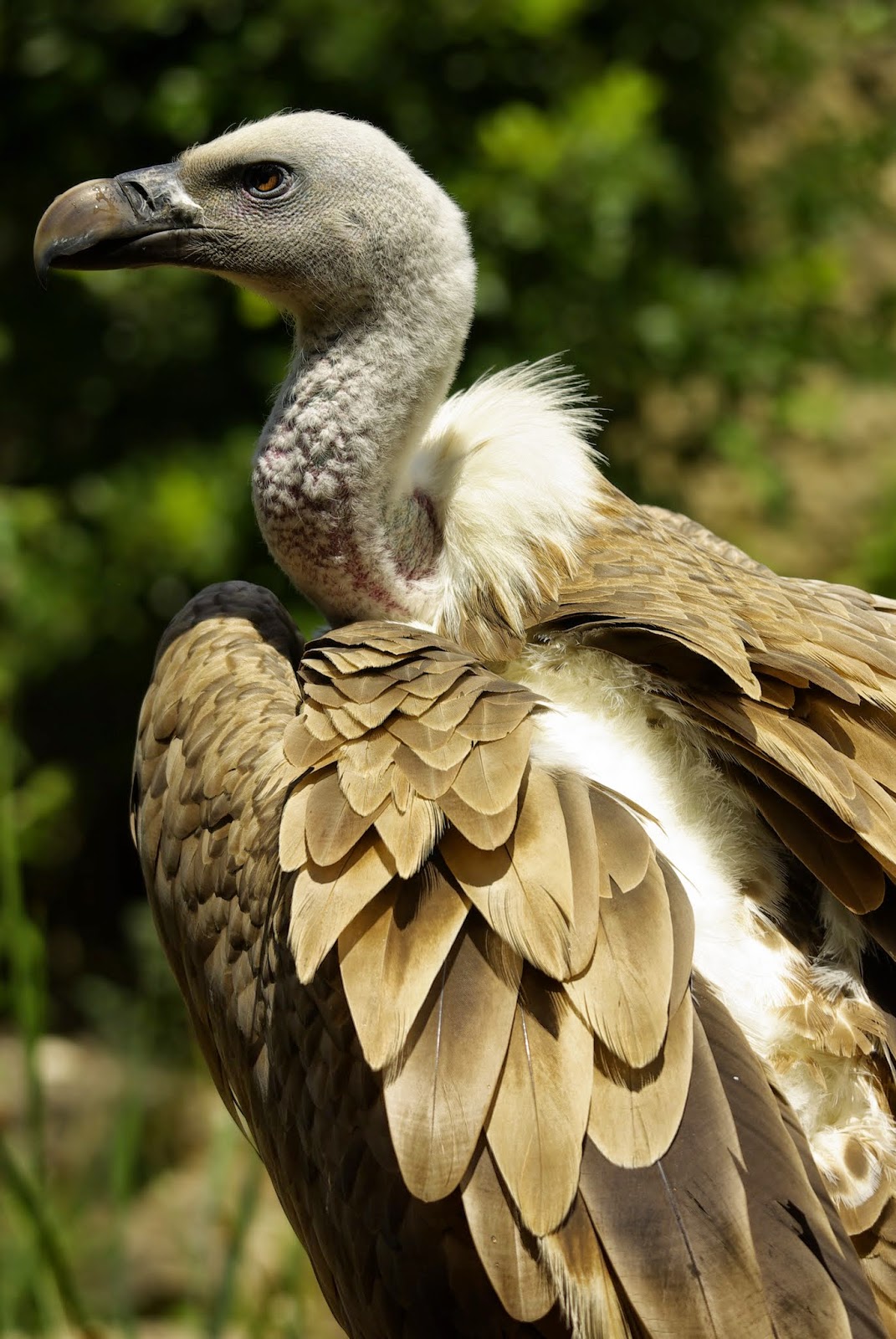 Crançot Nature: Les vautours de Rémuzat (Drôme)